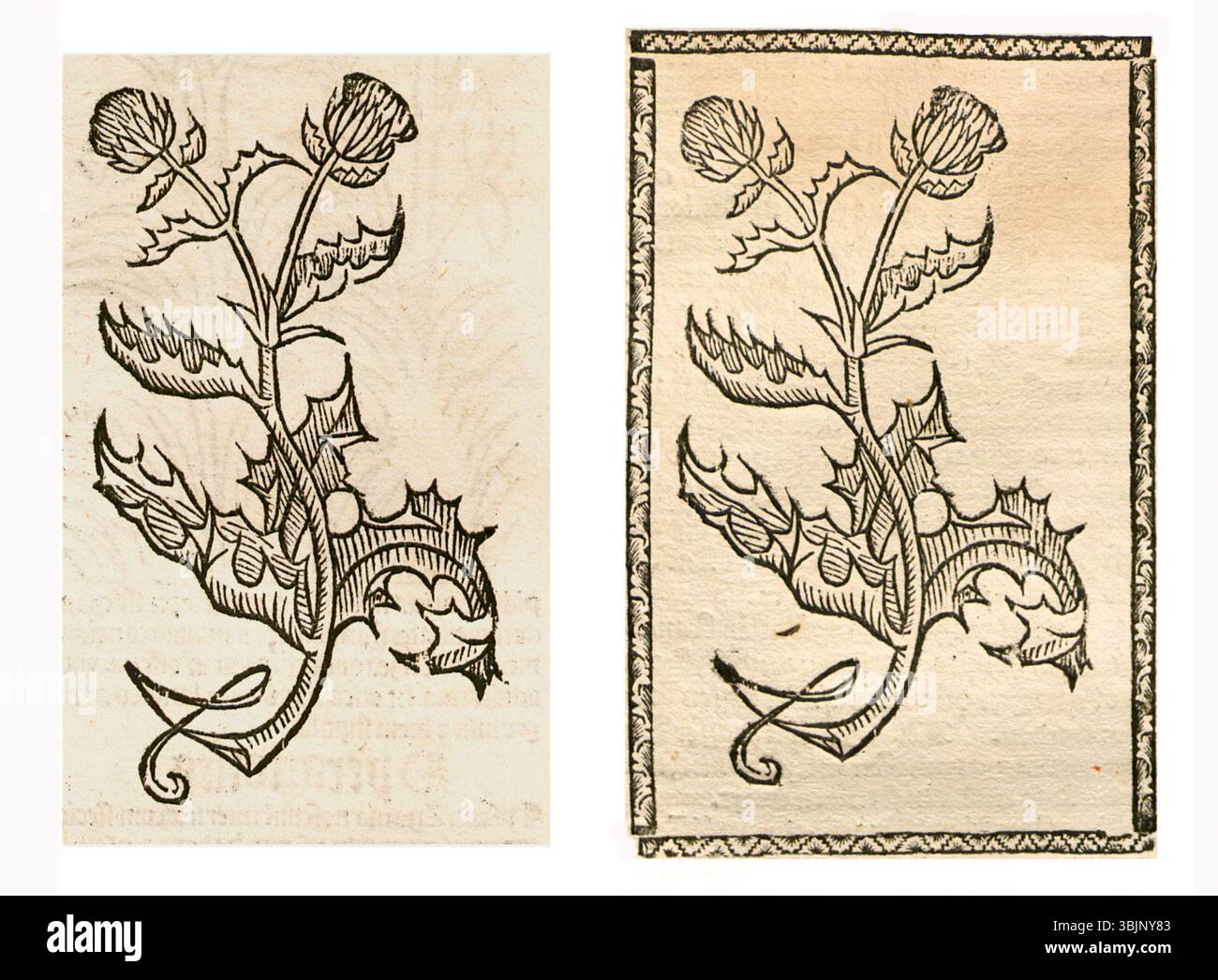 Botanical illustration from 1497–1500 of Silybum marianum, commonly ...