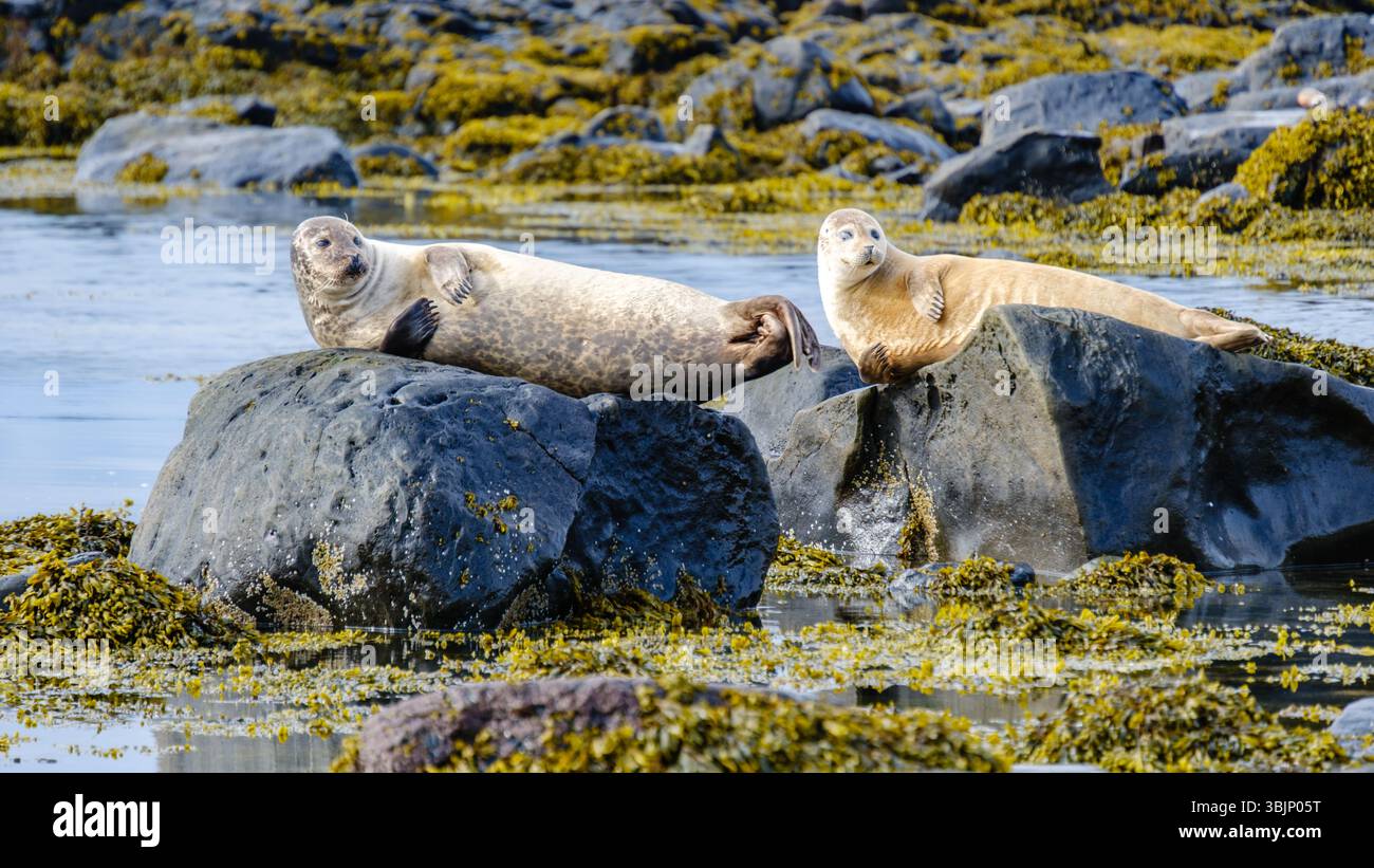 Two seals relax on smooth rocks along the coastline of Ytri Tunga ...