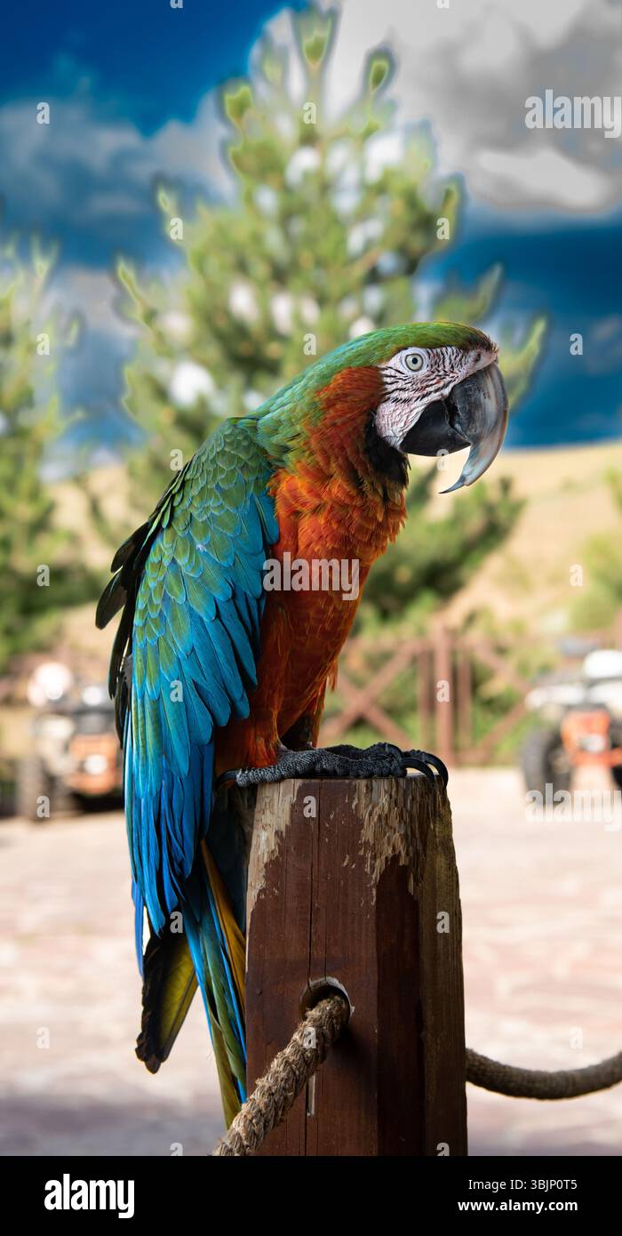 Macaw feathers macro hi-res stock photography and images - Alamy