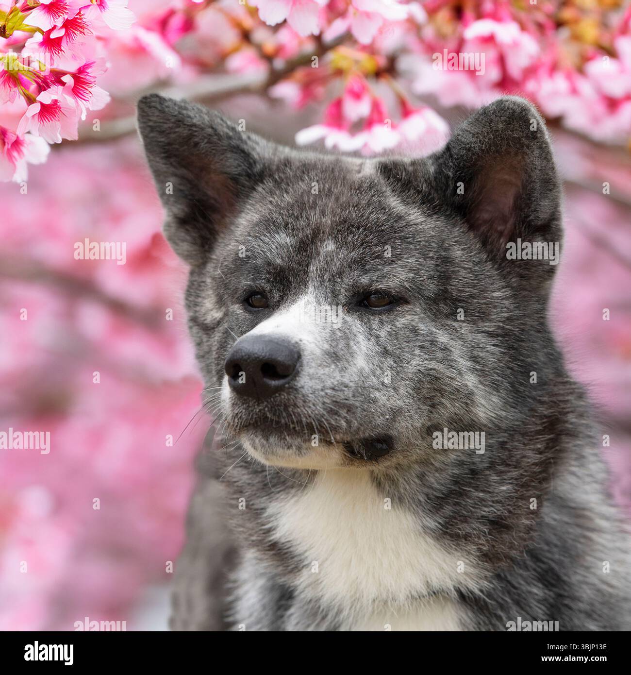 Akita hi-res stock photography and images - Alamy