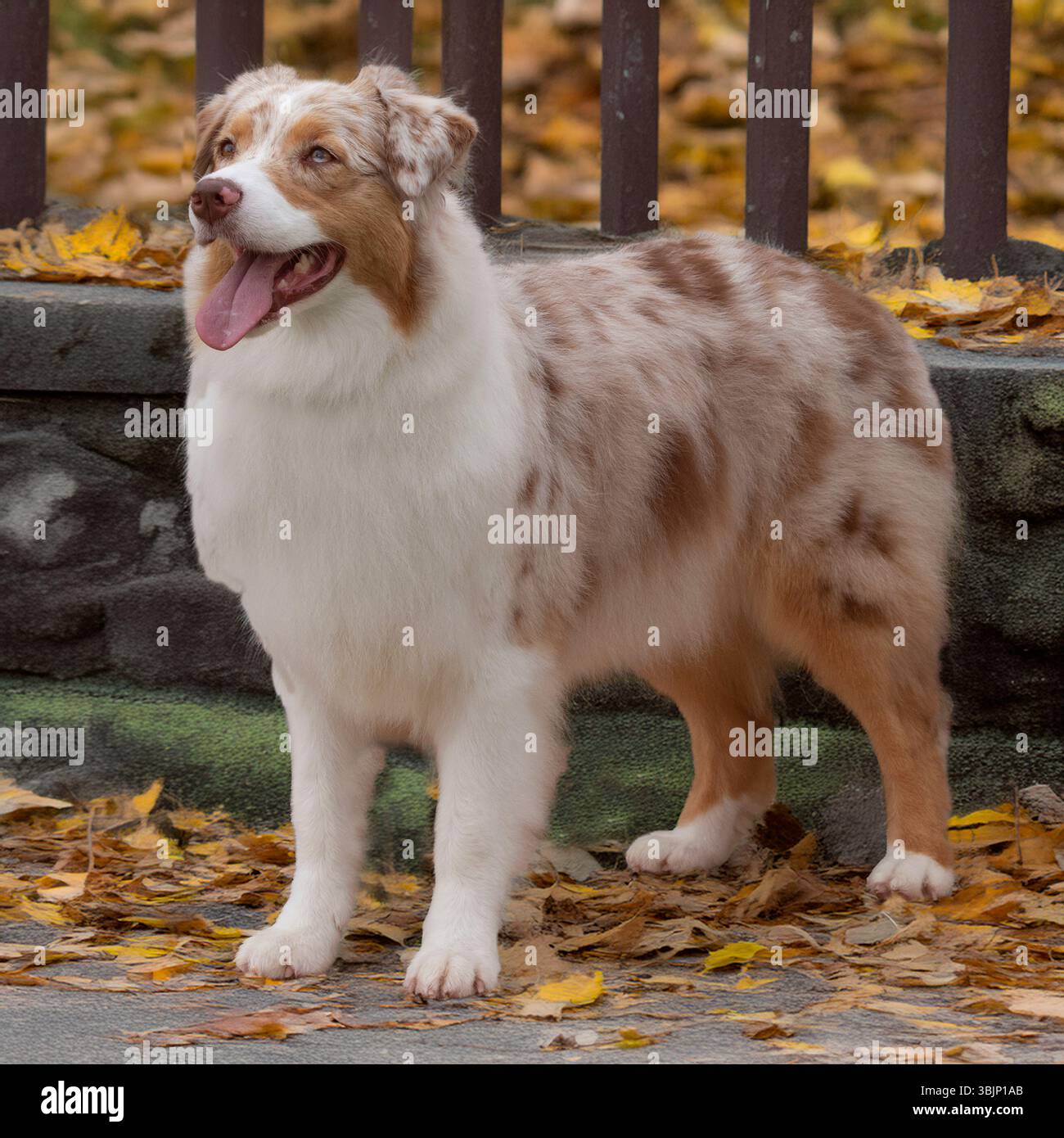 Australian shepherd dog in hi-res stock photography and images - Alamy