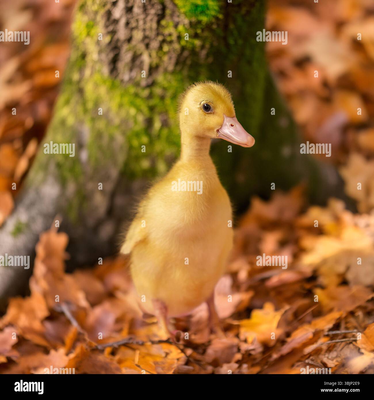 Duckling hi-res stock photography and images - Alamy