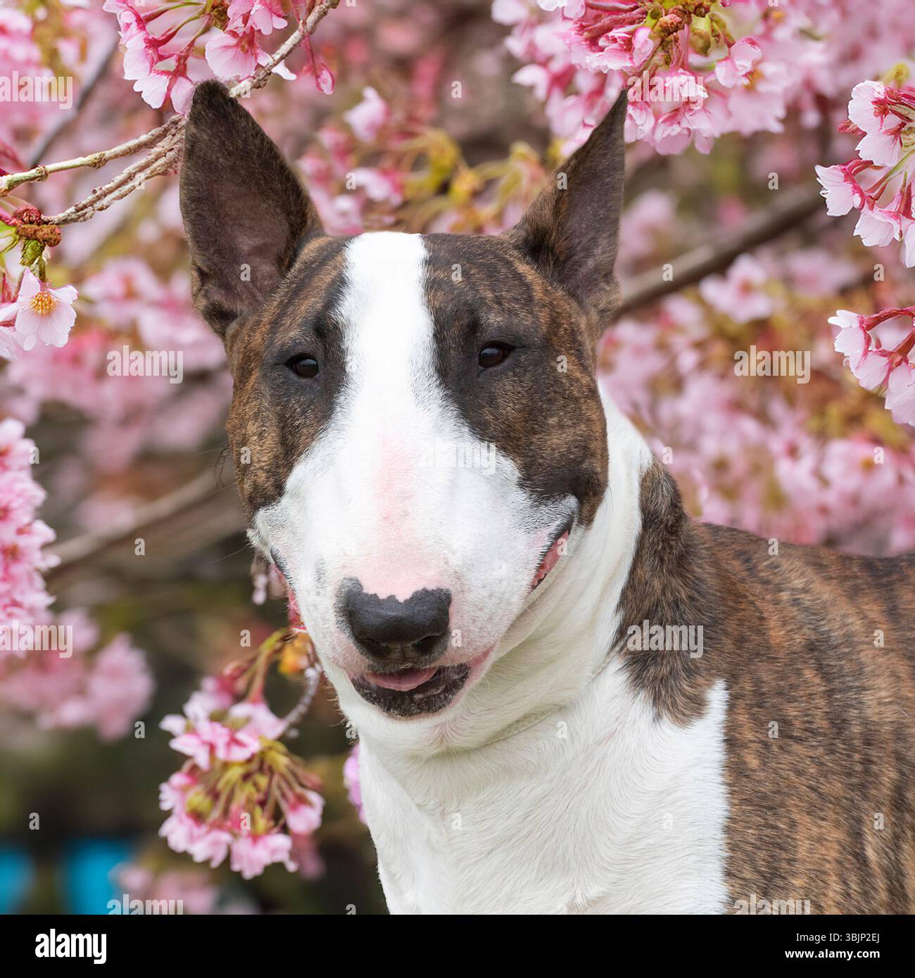 English outdoors hi-res stock photography and images - Alamy