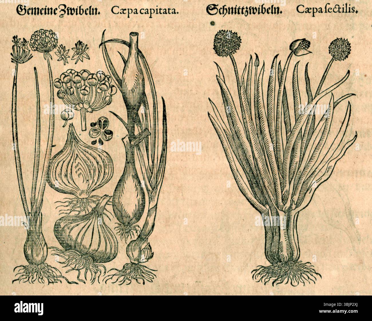 In this 1586 botanical illustration by Camerarius, the onion (Allium ...
