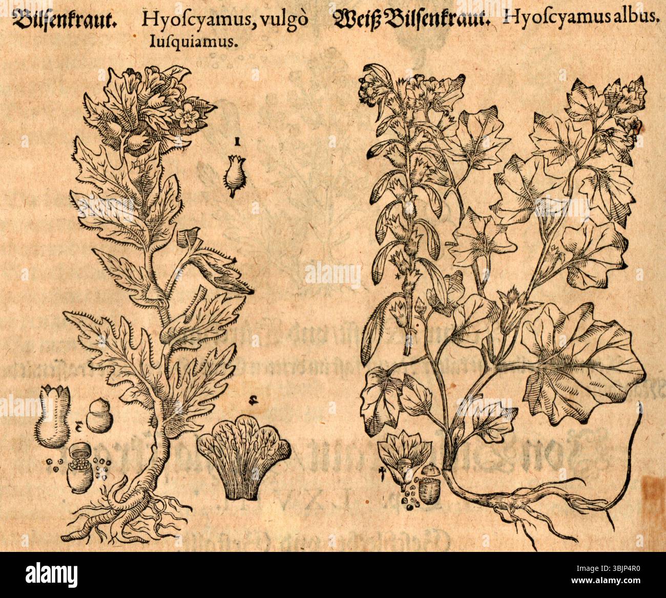 *Camerarius Bilsenkraut I - II* (1586) provides illustrations of ...