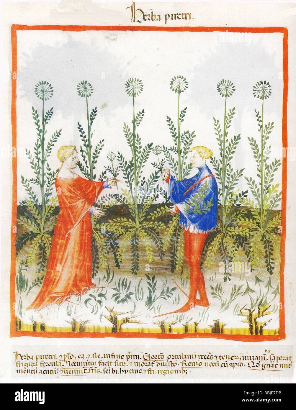 An illustration of Piretrum (Anacyclus pyrethrum), an ancient medicinal ...