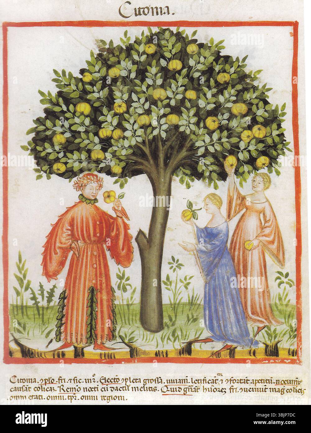 This 14th-century illustration by Ibn Butlan depicts Cydonia oblonga ...