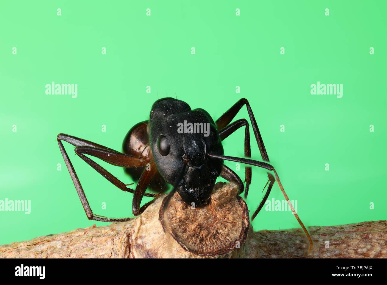 Insect macro light hi-res stock photography and images - Alamy