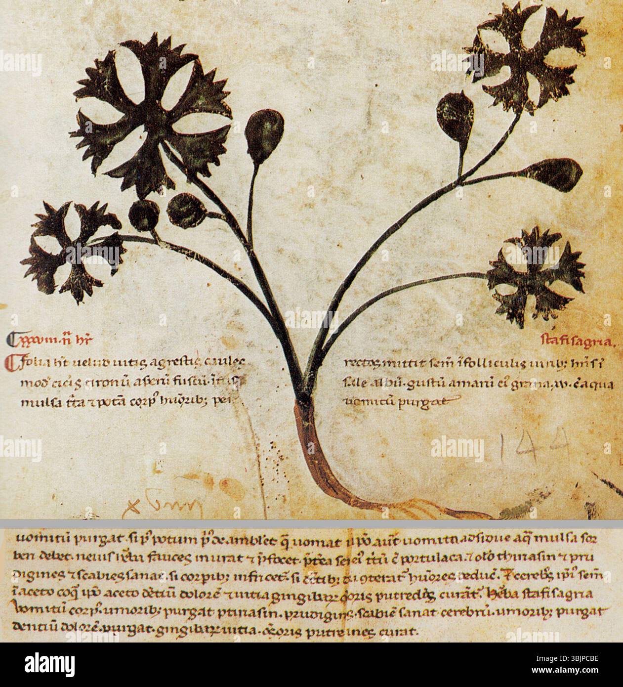 This manuscript from the 14th century illustrates *Delphinium ...