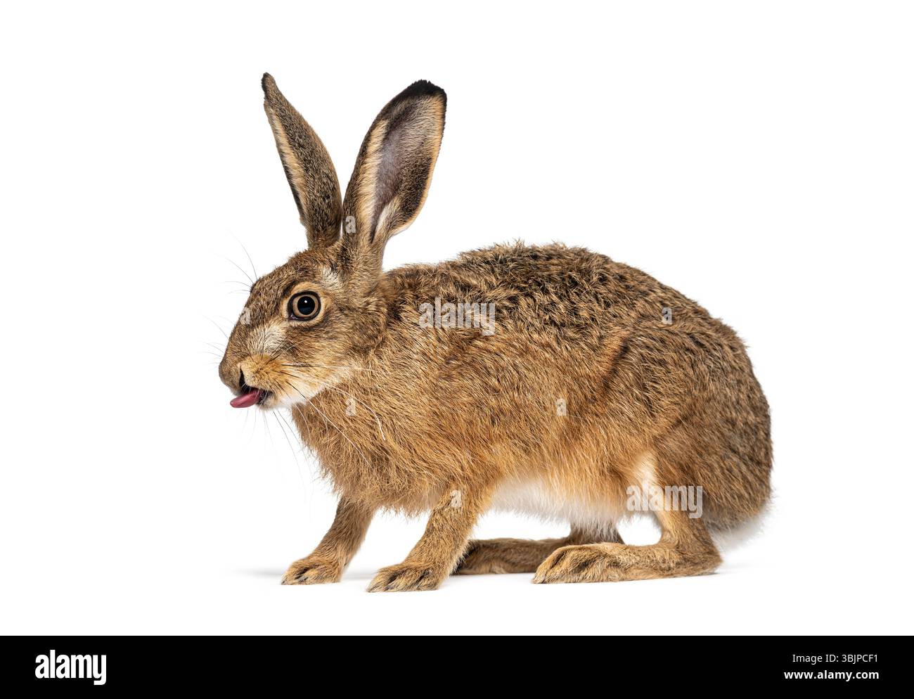 Rodent sticking out tongue Cut Out Stock Images & Pictures - Alamy