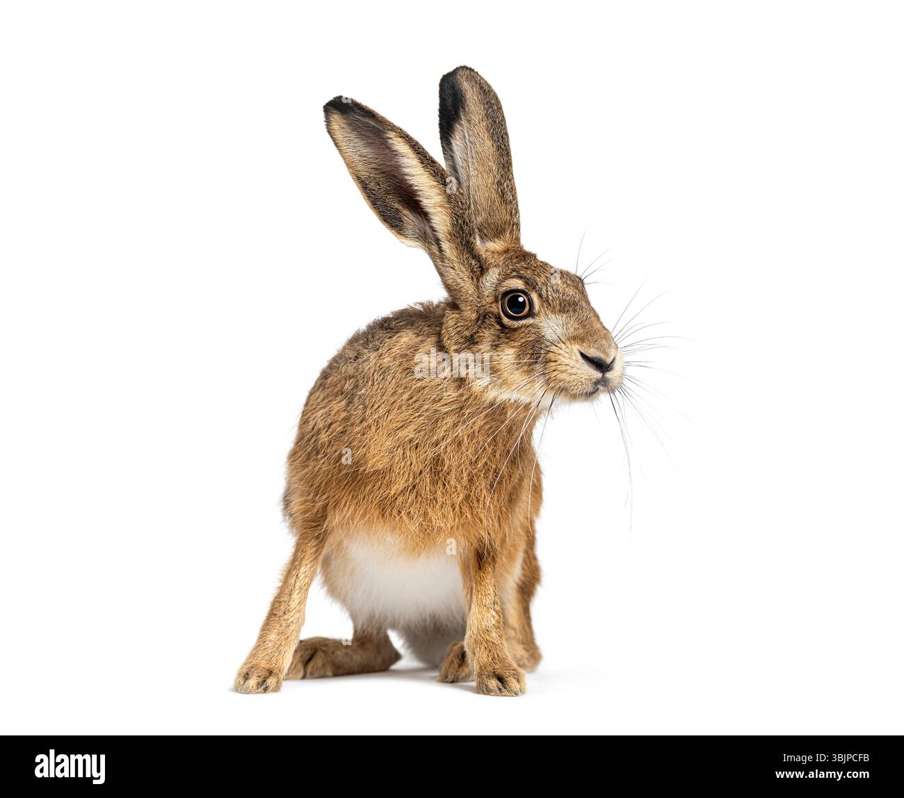 Young European hare, brown hare, Lepus europaeus, three months old ...