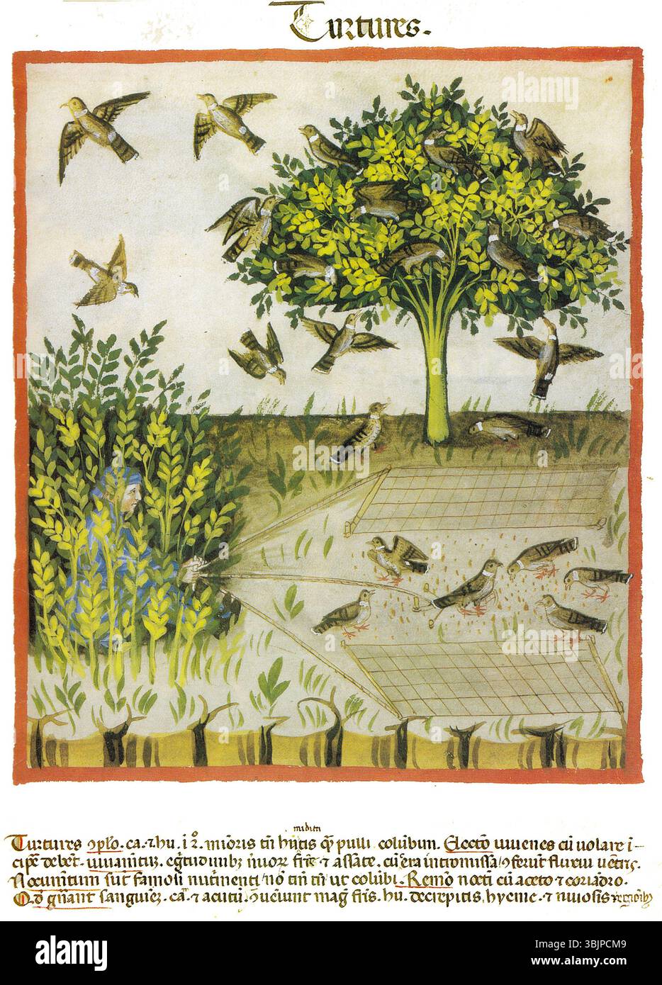 This 14th-century illustration from the 'Tacuinum sanitatis' manuscript ...