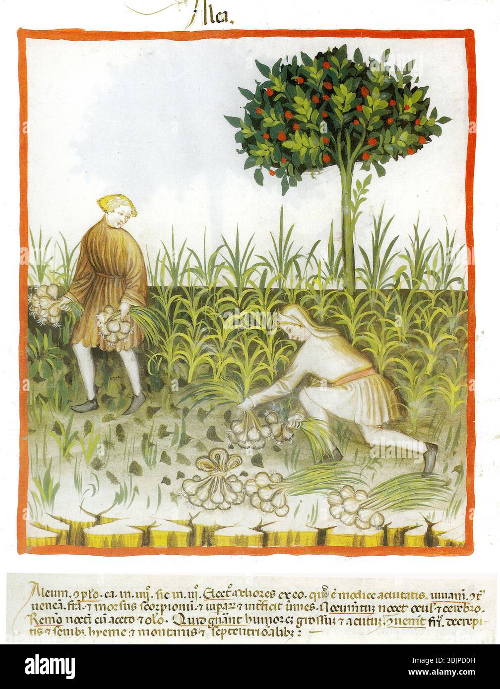 14th-century illustration of Allium sativum (garlic) from the Tacuinum ...