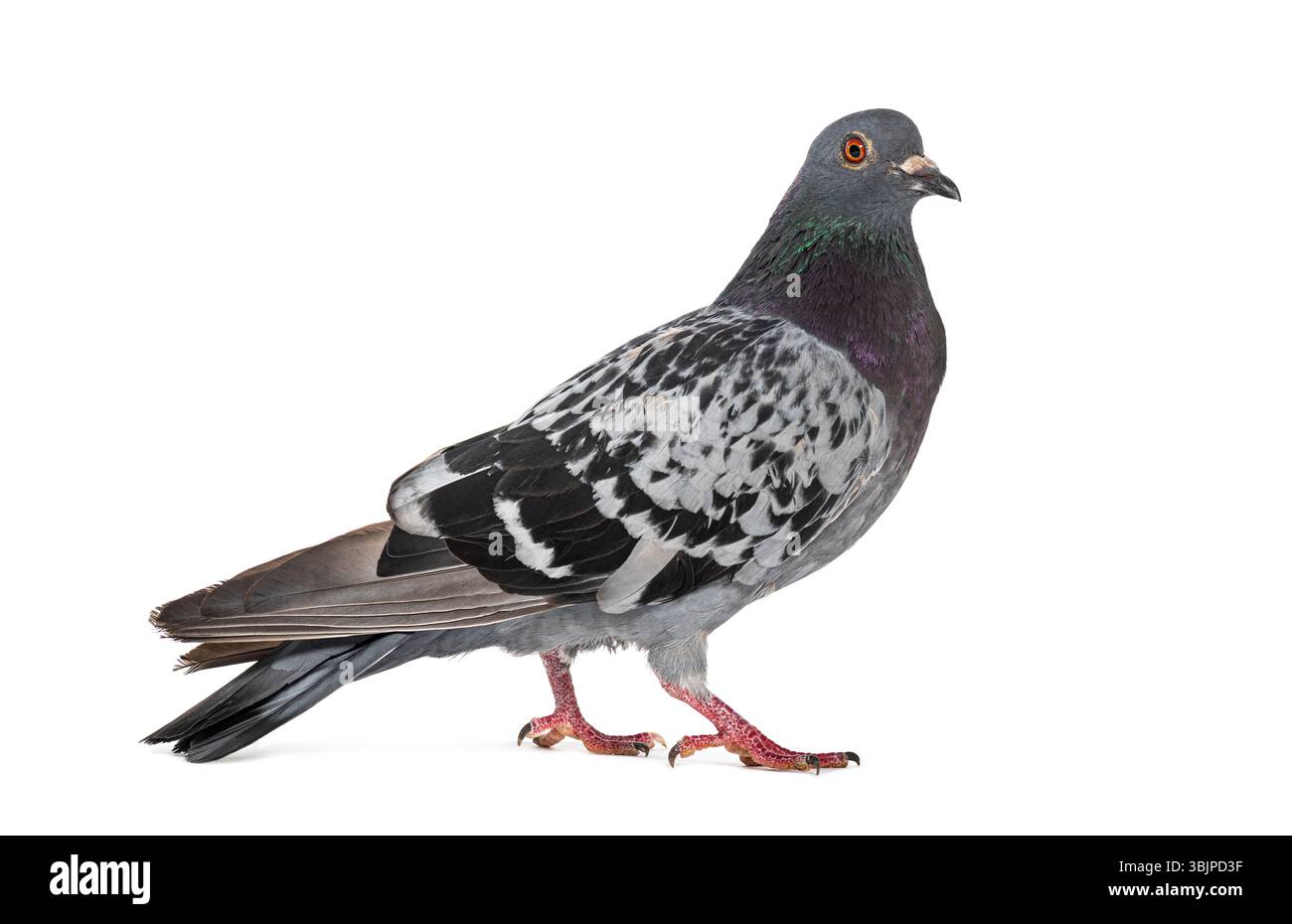 Side view of a feral pigeon, isoated on white Stock Photo - Alamy