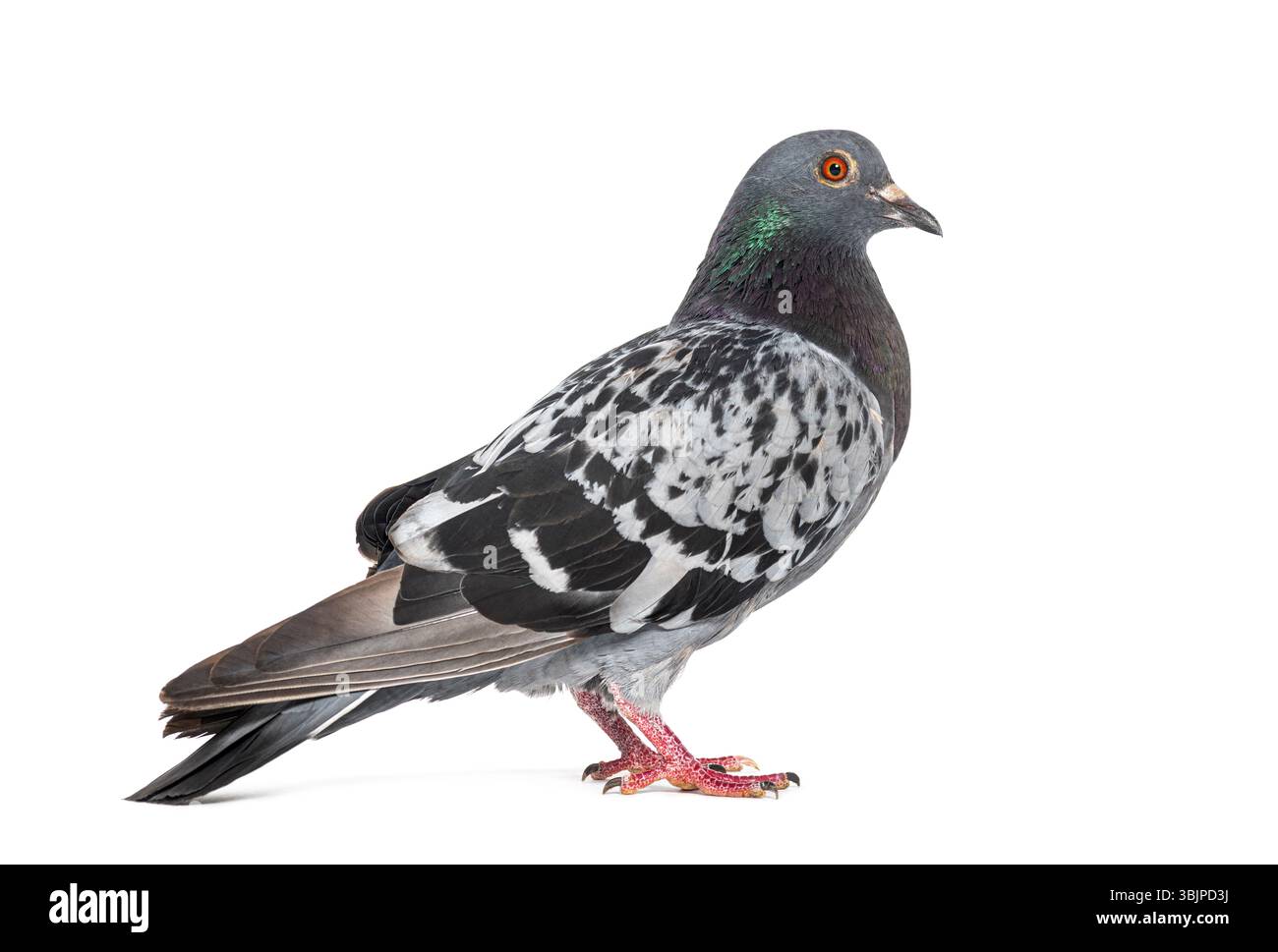 Side on view street Cut Out Stock Images & Pictures - Alamy