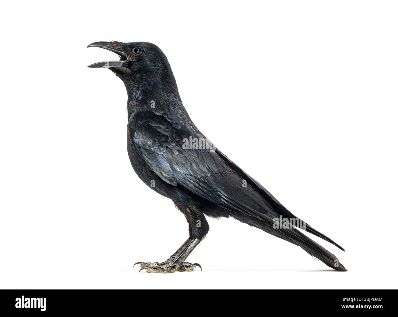 Side view of a Carrion crow calling beak open, corvus corone, isolated ...