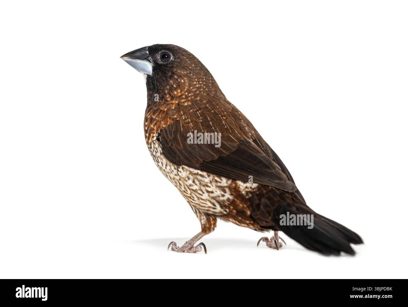 Back view of a Society finch, Lonchura striata domestica, also known as ...