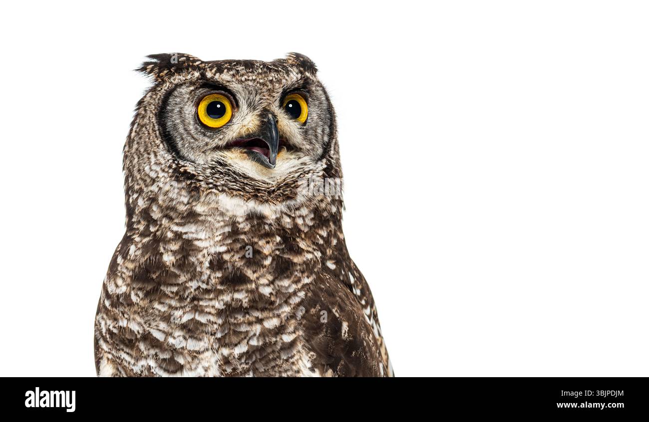 Head shot of a spotted eagle-owl, Bubo africanus, or African spotted ...