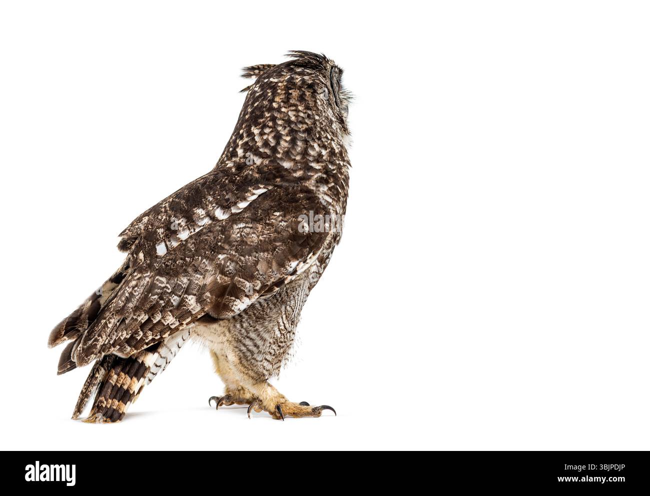 Side view of a spotted eagle-owl, Bubo africanus, looking back; isolated on white Stock Photo ...