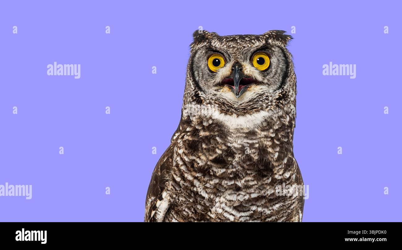 Head shot of a spotted eagle owl, bubo africanus, also known as african eagle owl, looking up ...