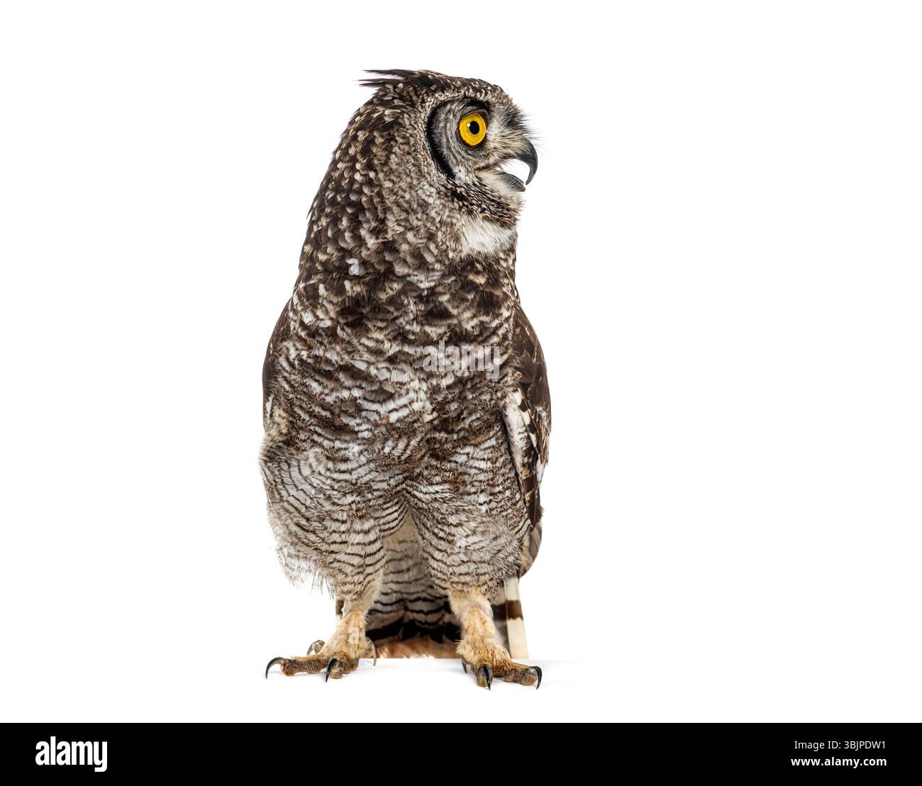 Profile showcasing Cut Out Stock Images & Pictures - Alamy