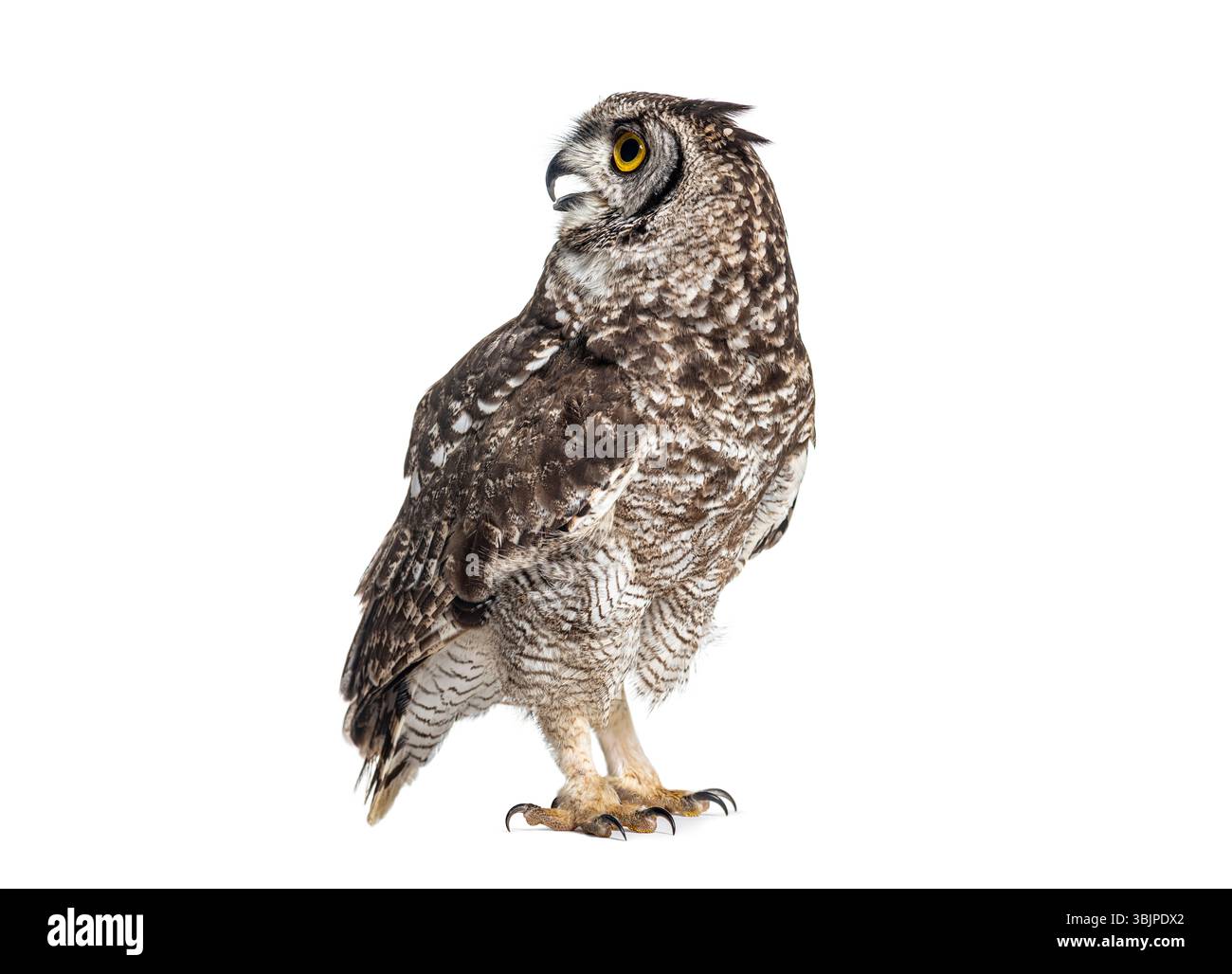 Side view of a spotted eagle owl, also known as african eagle owl ...
