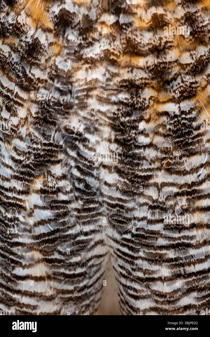 Detailed view of the plumage of great horned owl, highlighting its ...