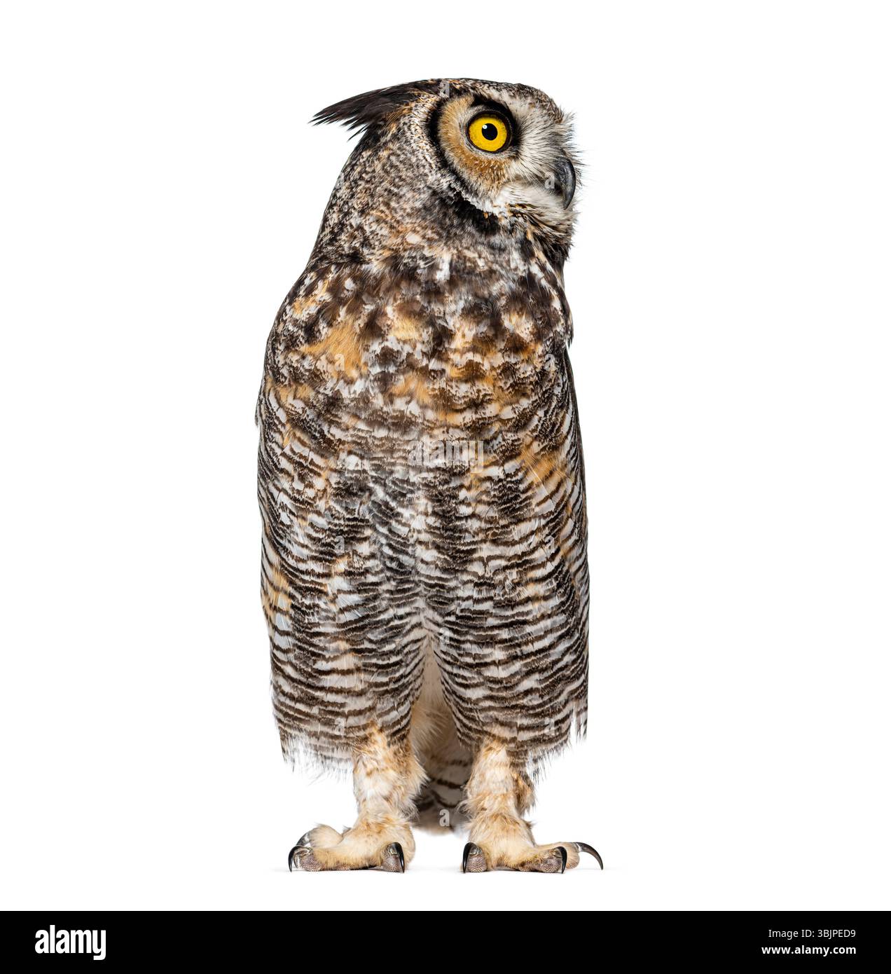 Great horned owl, Bubo virginianus saturatus, or tiger owl, standing ...