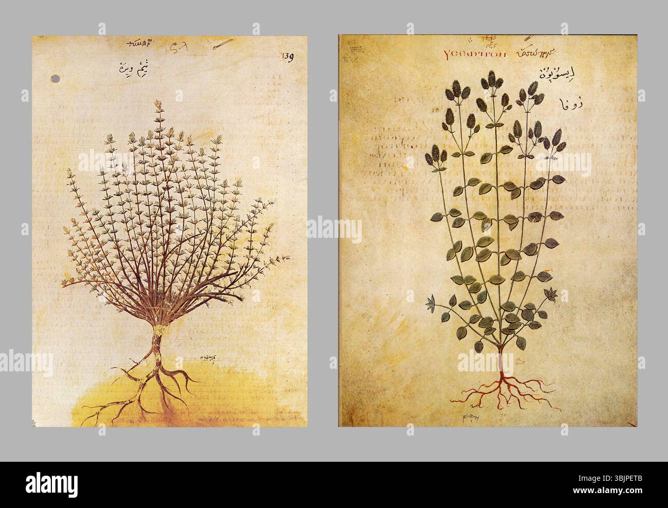 The 6th-century 'Wiener Dioskurides' manuscript illustrates Satureja ...