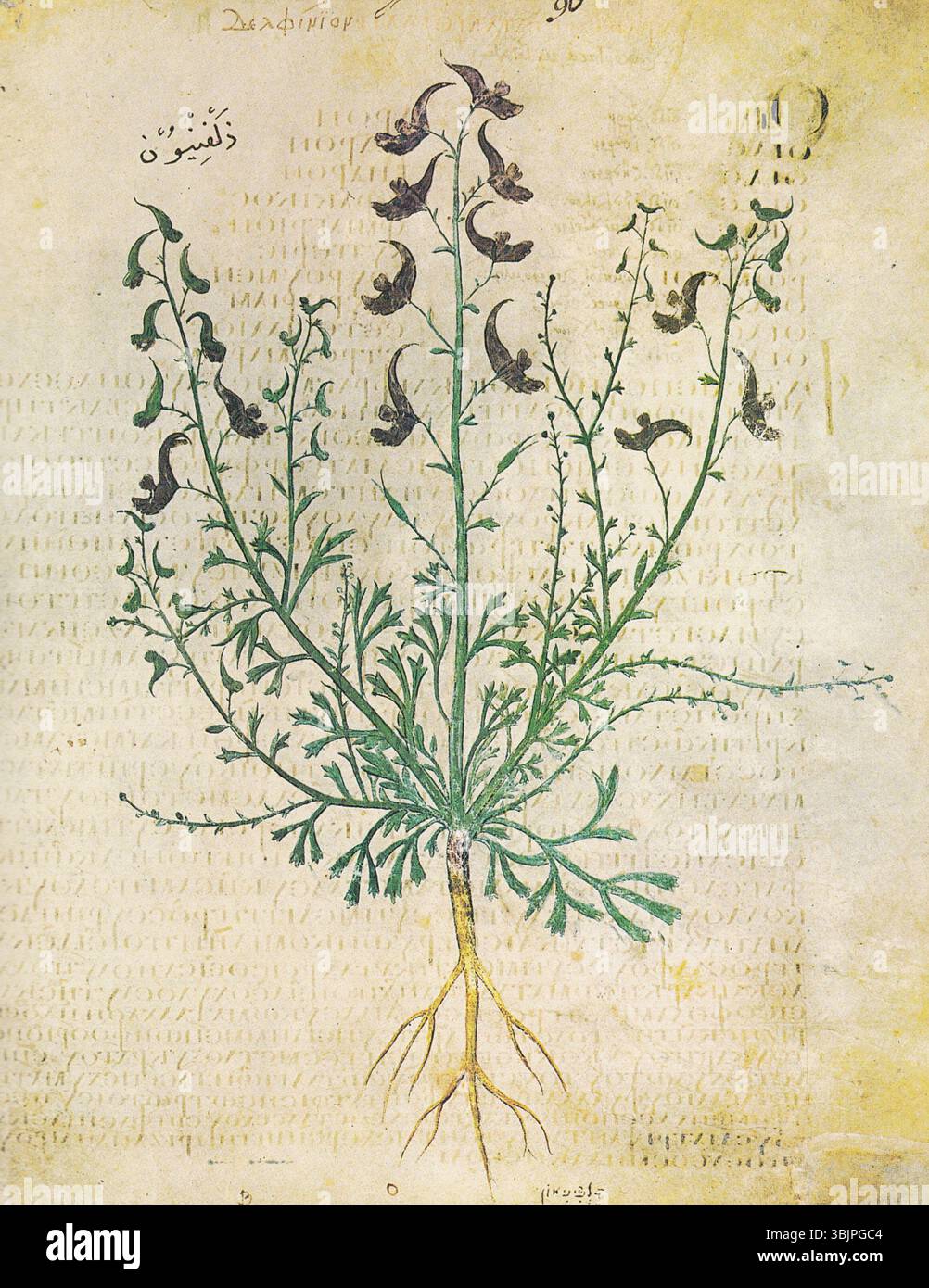The 'Wiener Dioskurides' from the 6th century includes an illustration ...