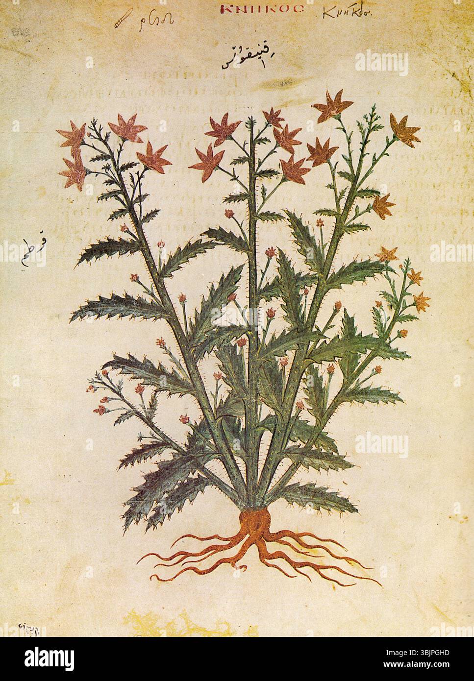 The illustration from the 6th-century manuscript of Dioskurides, 'De ...