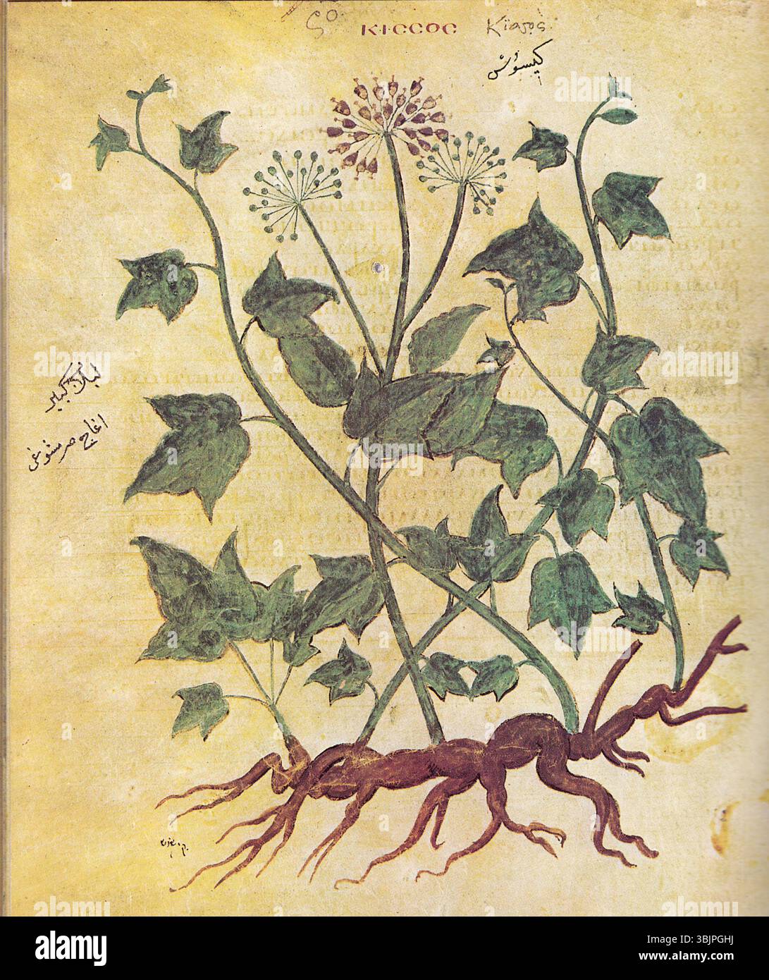 6th-century botanical illustration of Hedera helix (common ivy) from ...