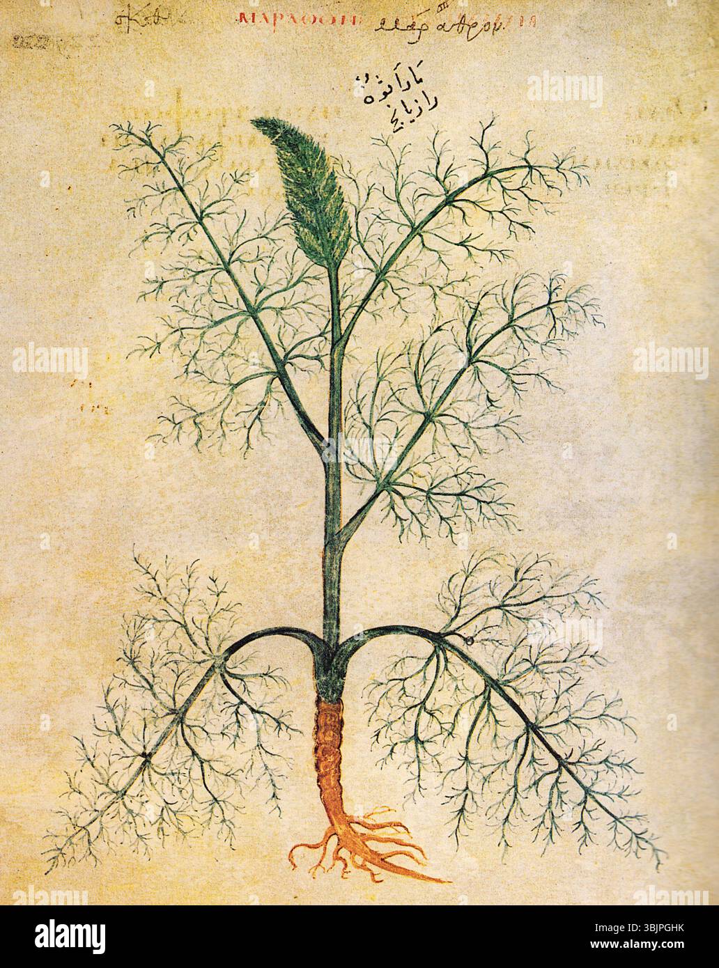 6th-century illustration of Foeniculum vulgare (fennel), labeled ...
