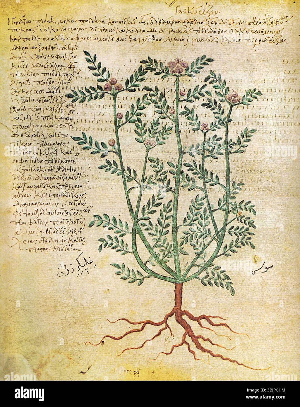This 6th-century illustration from 'Wiener Dioskurides' shows ...