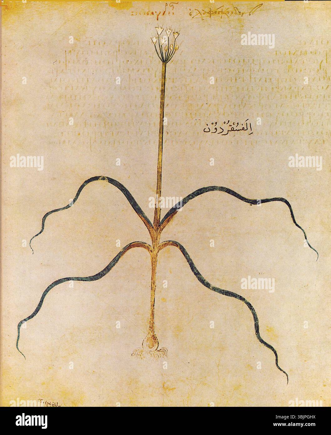 6th-century botanical illustration of an Allium species from the Vienna ...