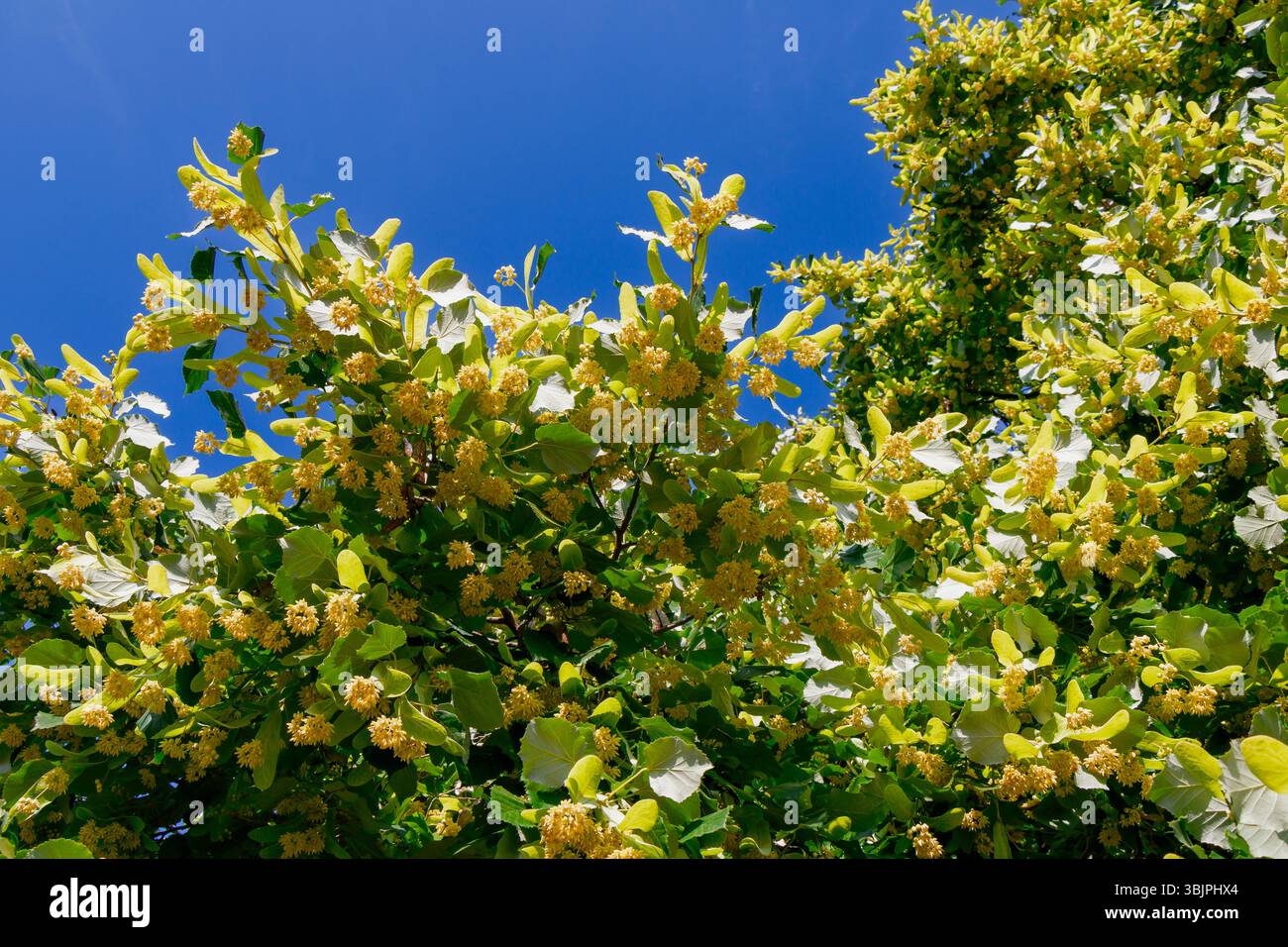 A vibrant linden tree displays clusters of yellow flowers against a ...