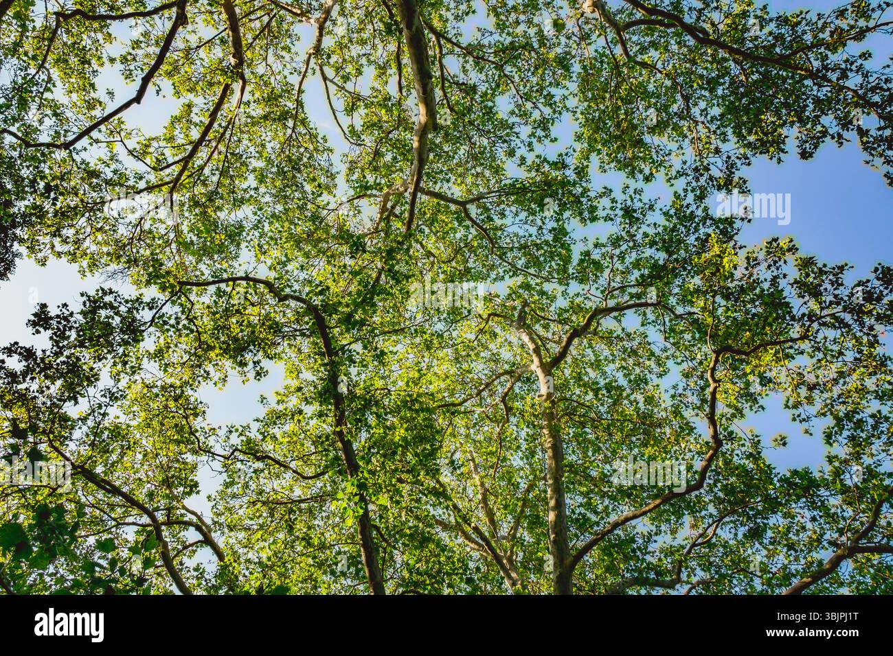 Skyward view shows sunlight hi-res stock photography and images - Alamy