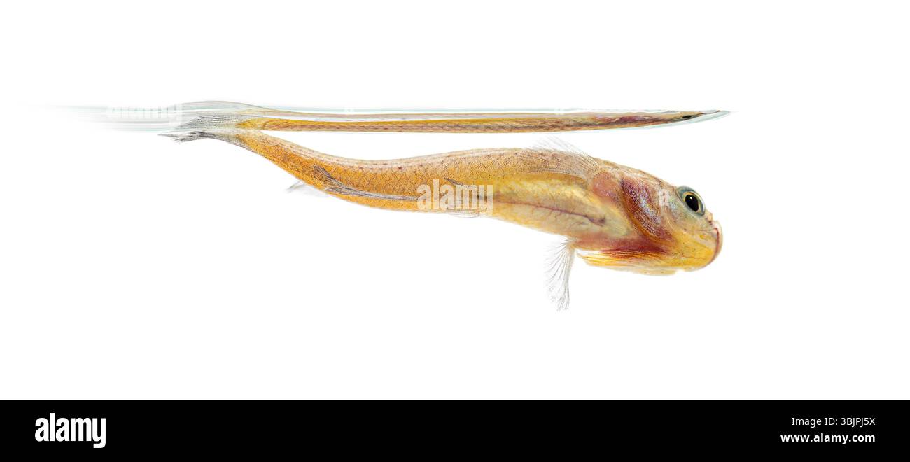 Female Blue lyretail fish, Fundulopanchax gardneri, Isolated on white ...