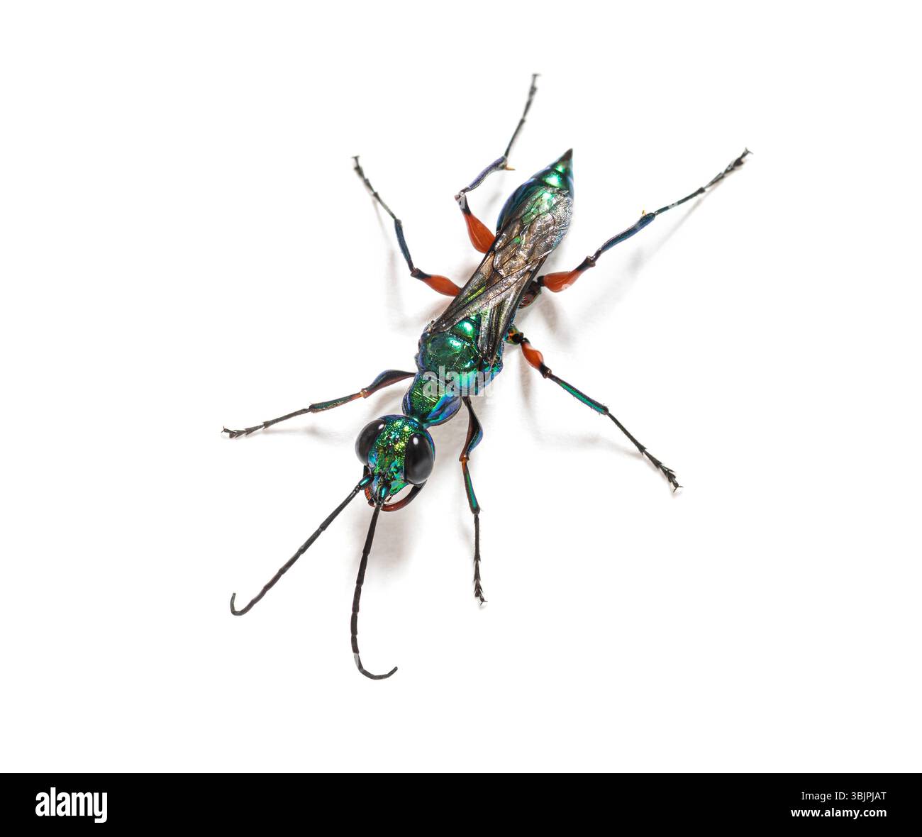 Emerald cockroach wasp, Ampulex compressa, isolated on white Stock ...
