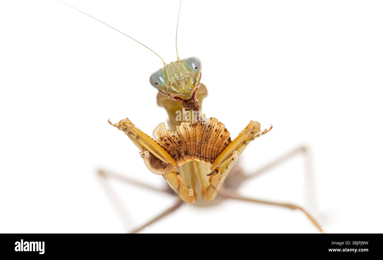 Front view of a female praying mantis eating an insect, Sphodromantis ...