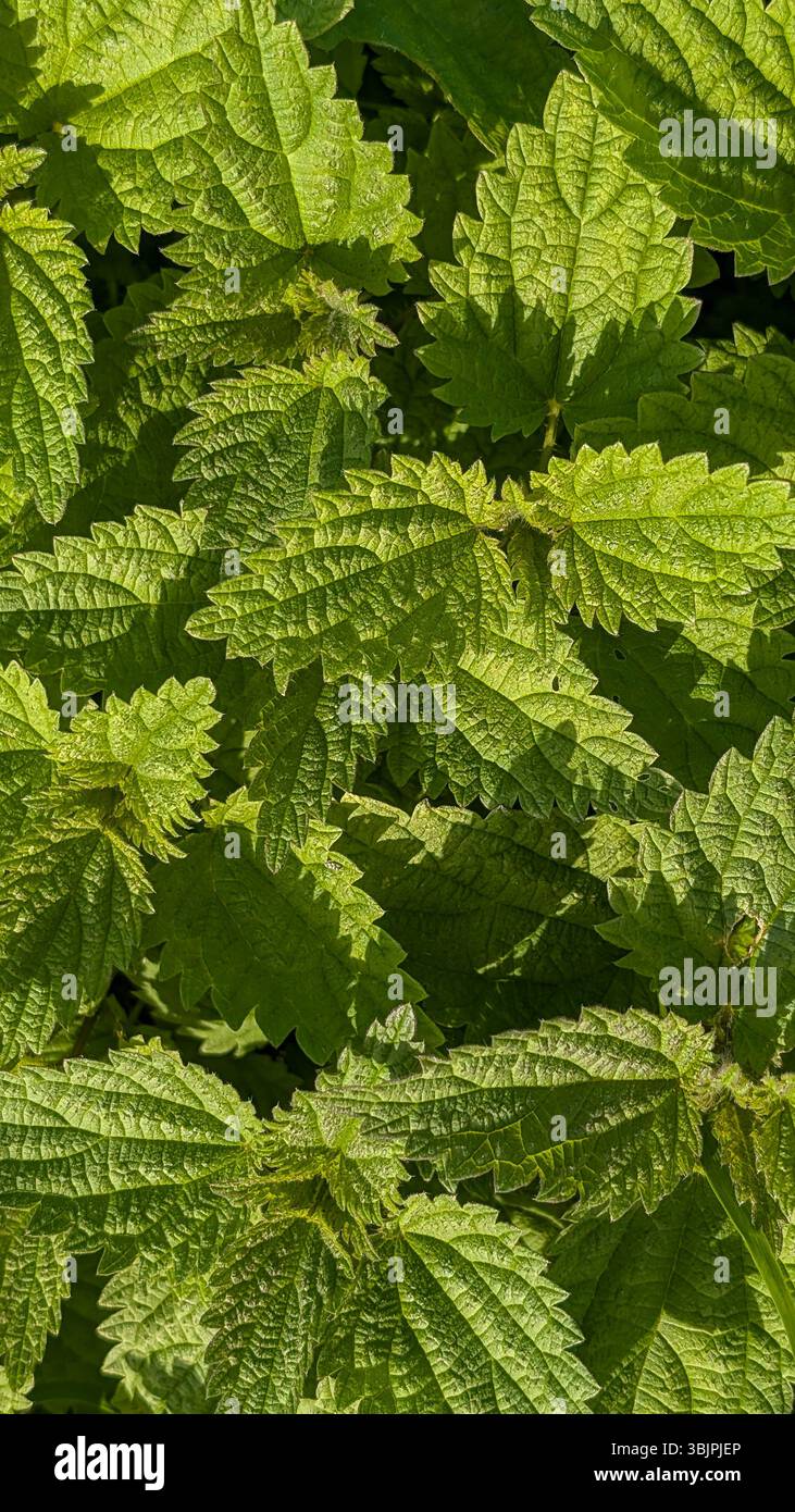 Detailed view of sunlit stinging nettle leaves (Urtica dioica) showing ...