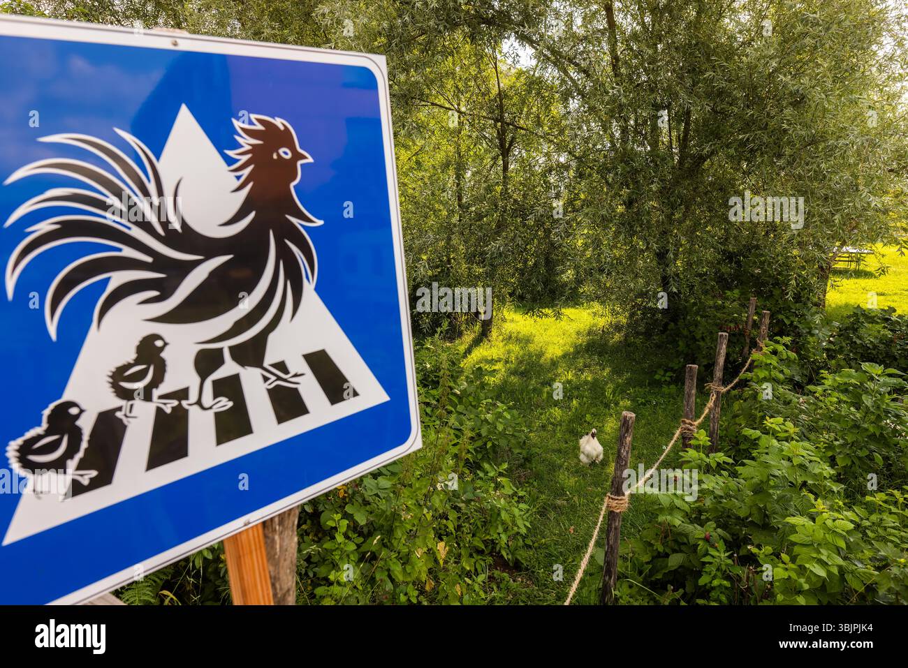 Kirchzarten, Germany. 16th June, 2025. A chicken stands in a meadow ...