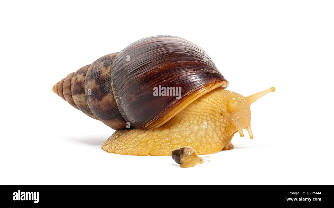 Side view of a Giant African land snail albinos with baby snail ...