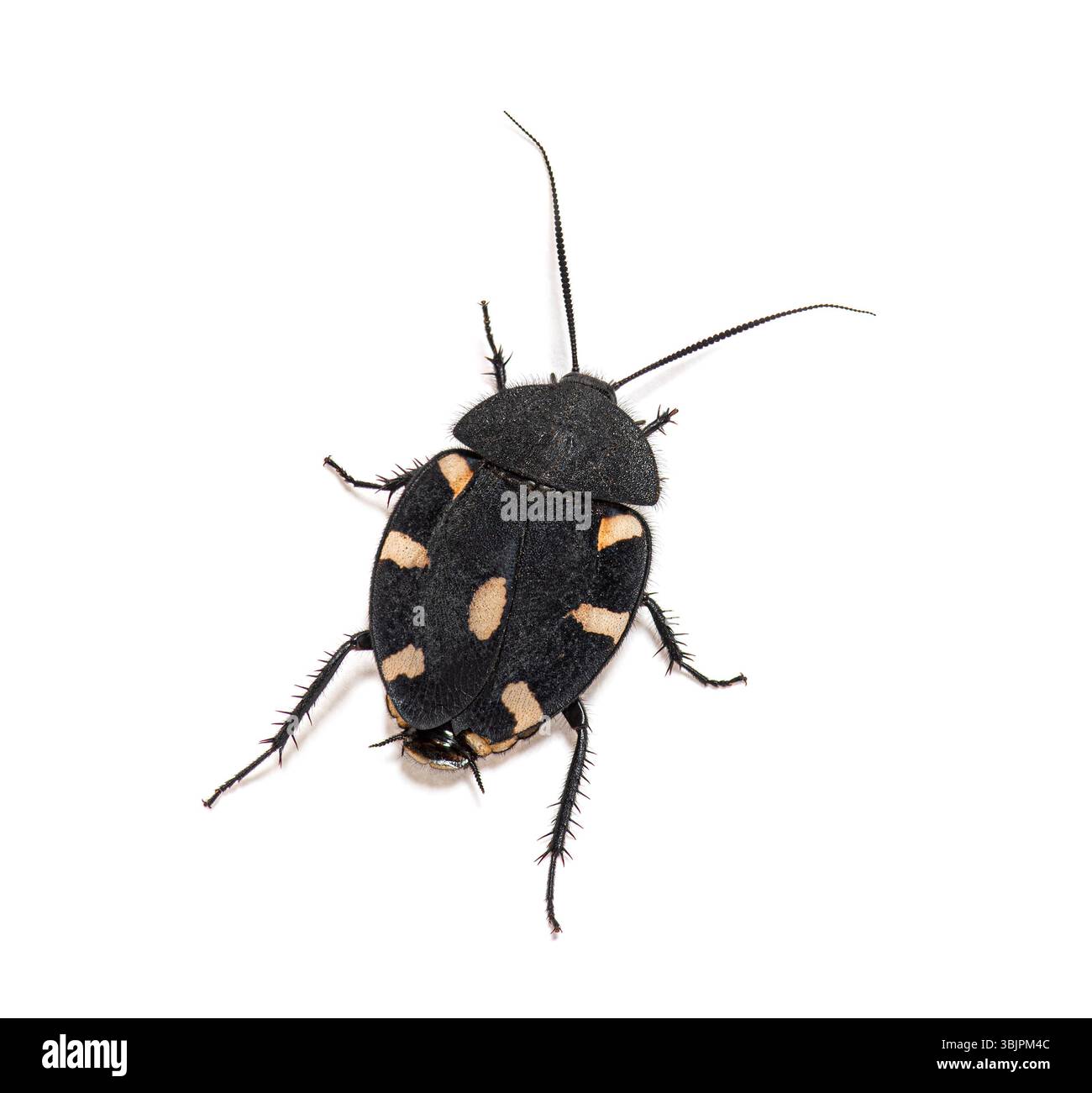 Dorsal view of a Desert cockroach, Therea bernhardti, isolated on white ...