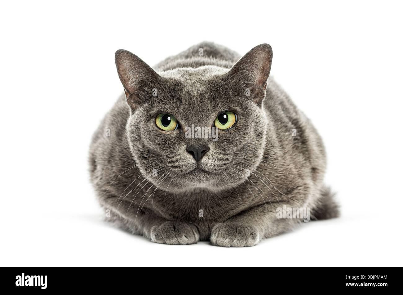 Intense focused Cut Out Stock Images & Pictures - Alamy