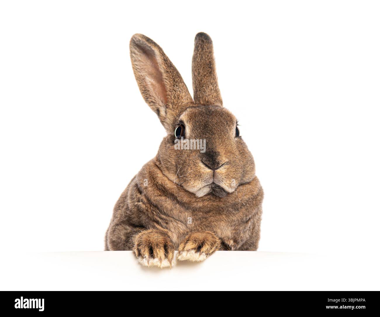 Adorable brown rabbit with long ears peeking over a white surface, paws ...