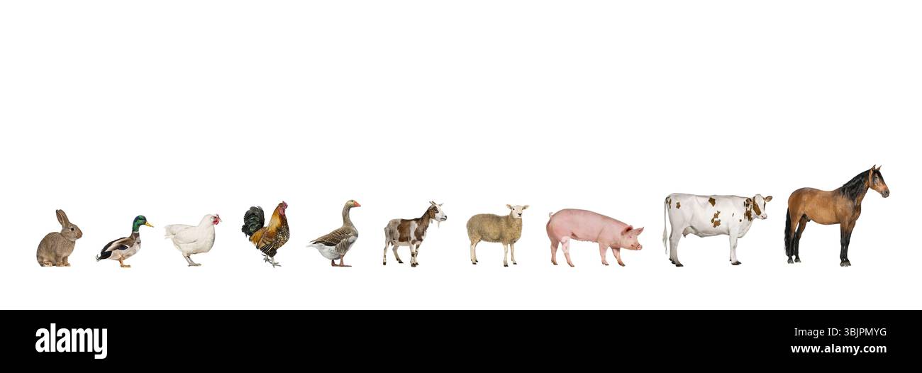 Line of farm animals including a horse, cow, pig, sheep, goat, goose ...