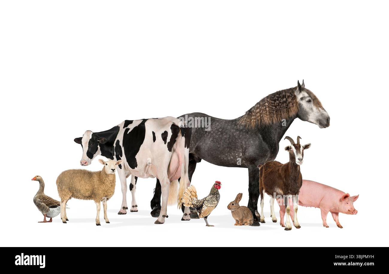 Large group of many farm animals standing together, isolated Stock ...