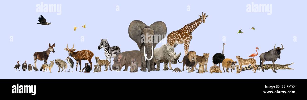 Many different african animals are standing together in a large group ...