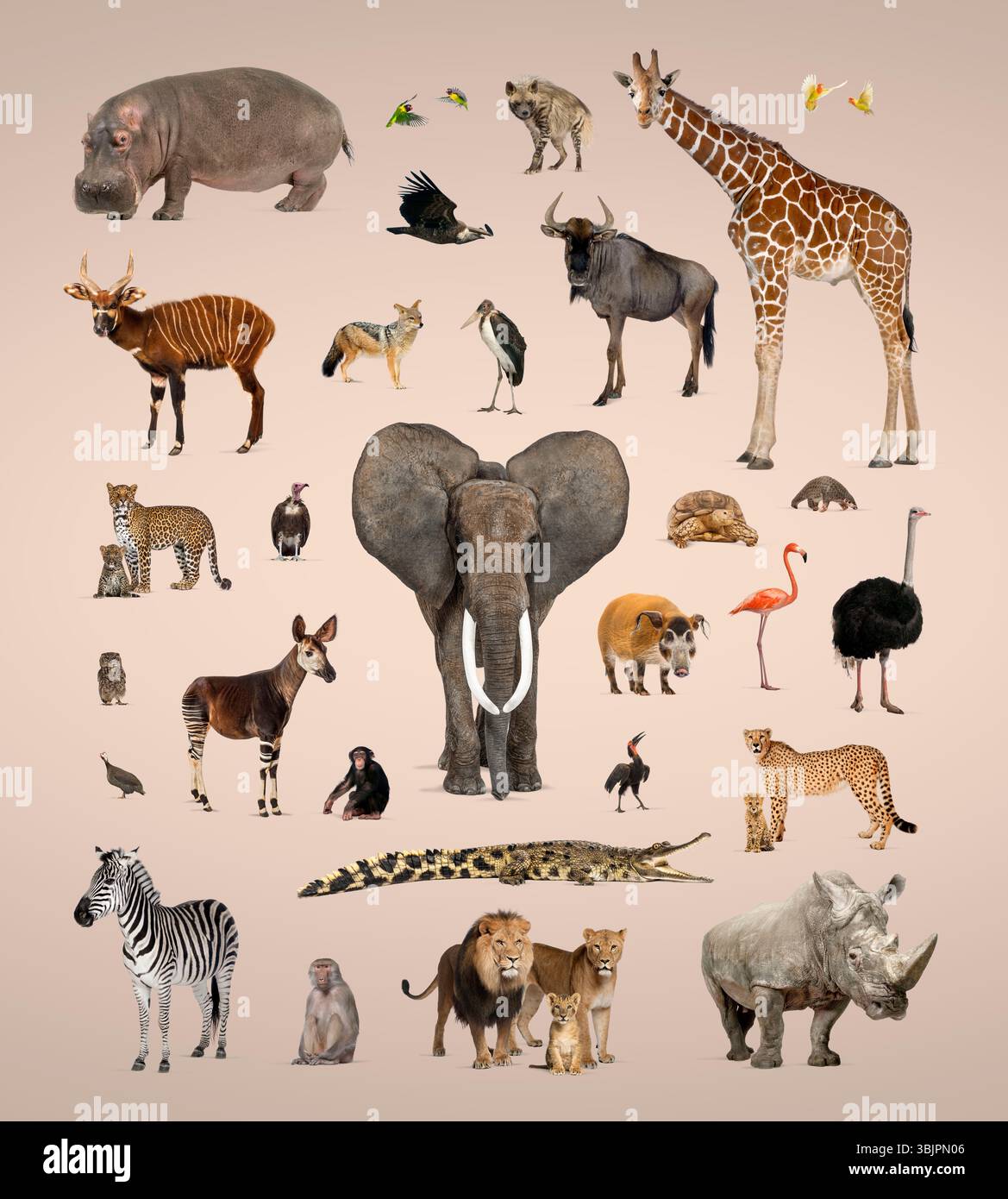 Large group of African fauna, safari wildlife animals together, in a ...